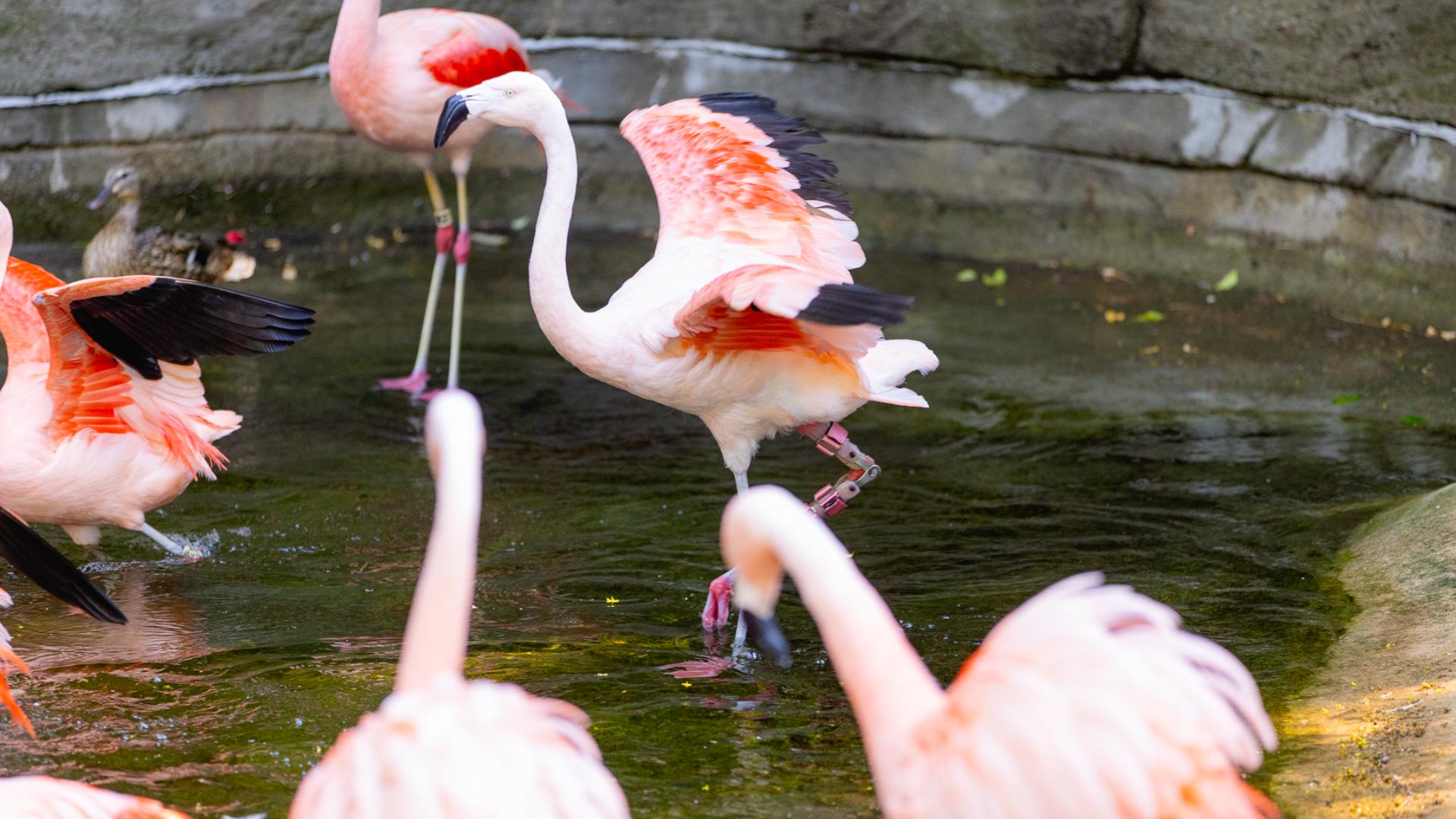 Flamingo at John Ball Zoo gets custom leg brace from Mary Free Bed ...
