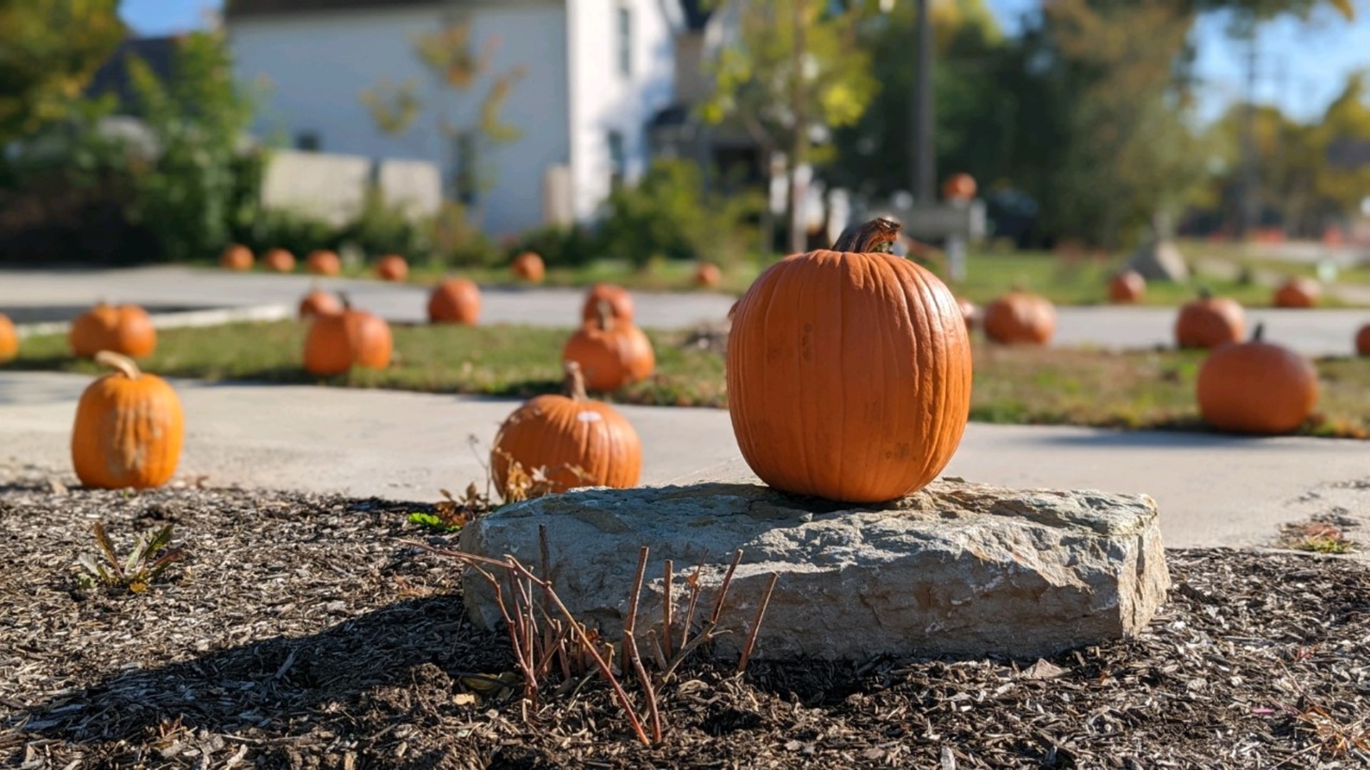 West MI cannabis grower holding pumpkin drive | wzzm13.com
