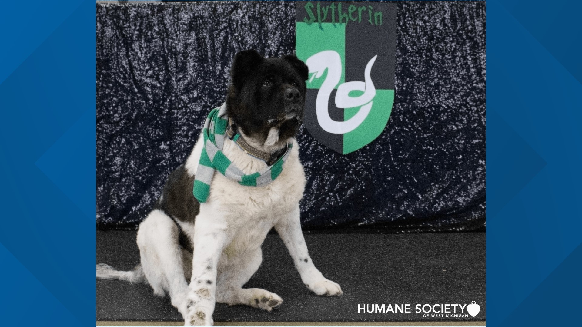 Humane Society of West Michigan hosting Harry Potter adoption day ...