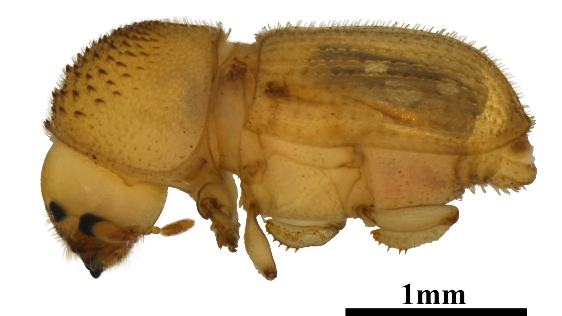 'Potentially destructive' bark beetle discovered at Detroit airport ...