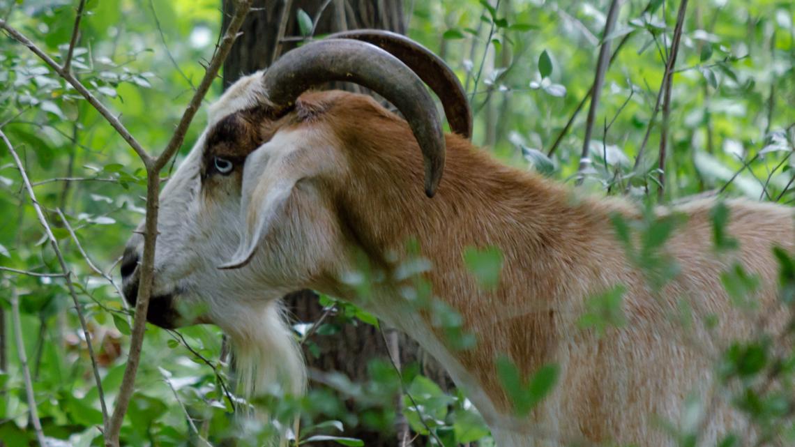 Greatest grazers of all time: Goats help Aquinas College battle ...
