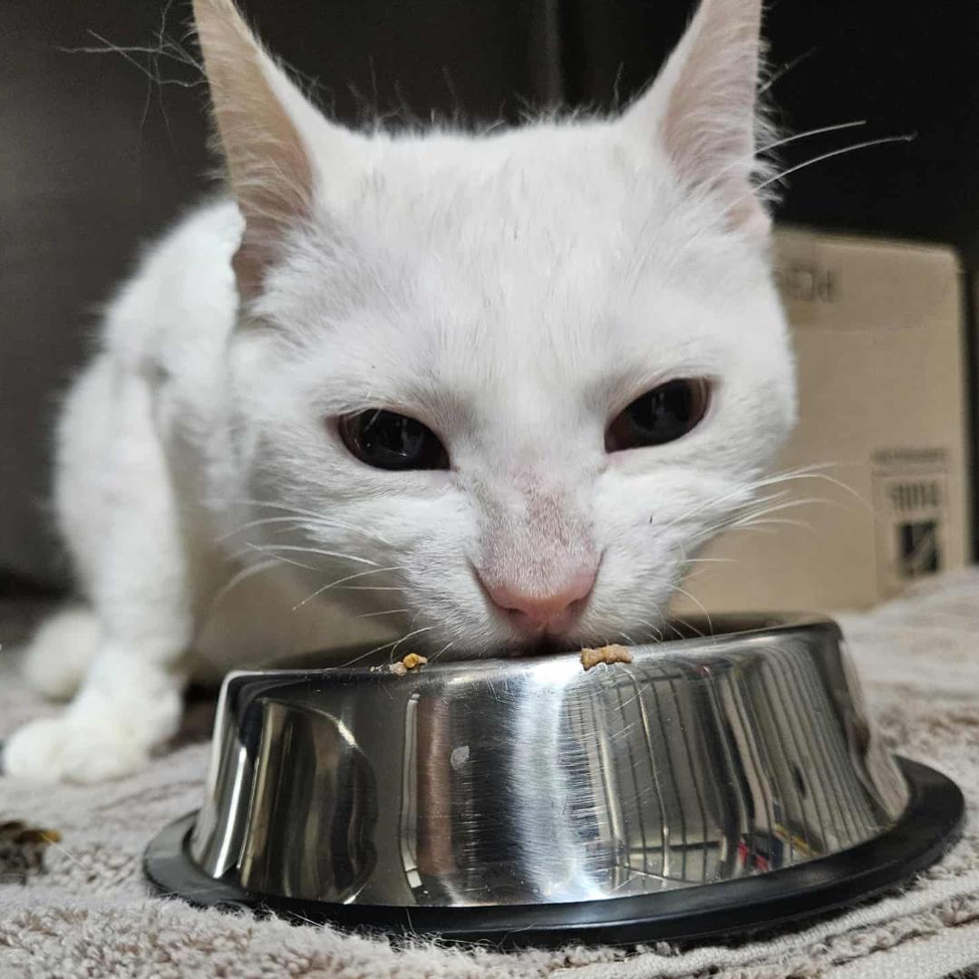 Harbor Humane rescues taped-up cat abandoned in storm | wzzm13.com
