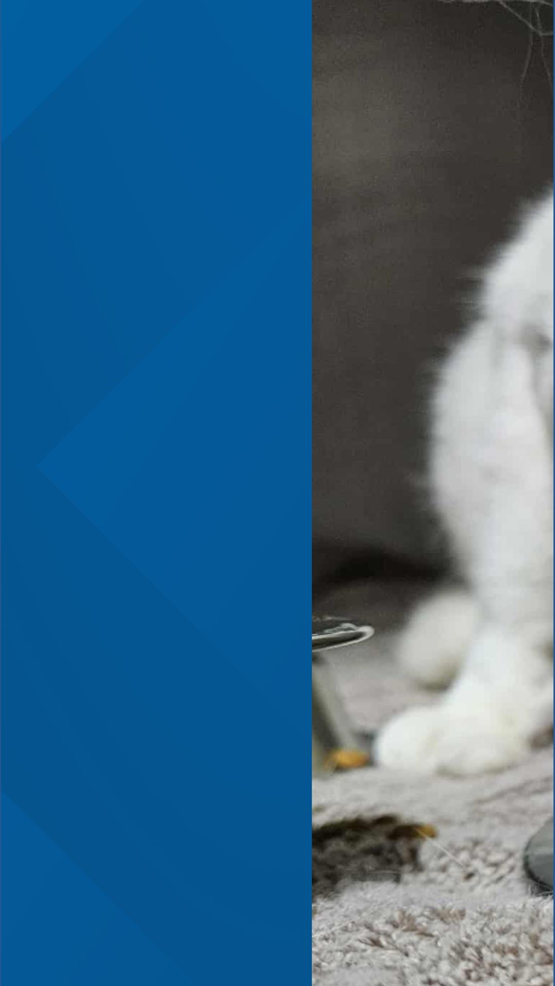 Harbor Humane rescues taped-up cat abandoned in storm | wzzm13.com