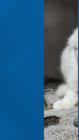 Harbor Humane rescues taped-up cat abandoned in storm | wzzm13.com