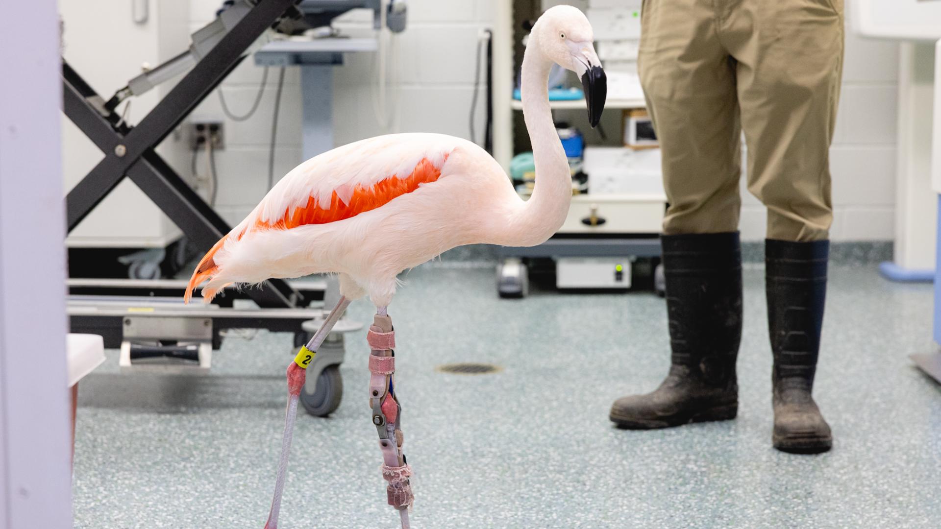 Flamingo at John Ball Zoo gets custom leg brace from Mary Free Bed ...
