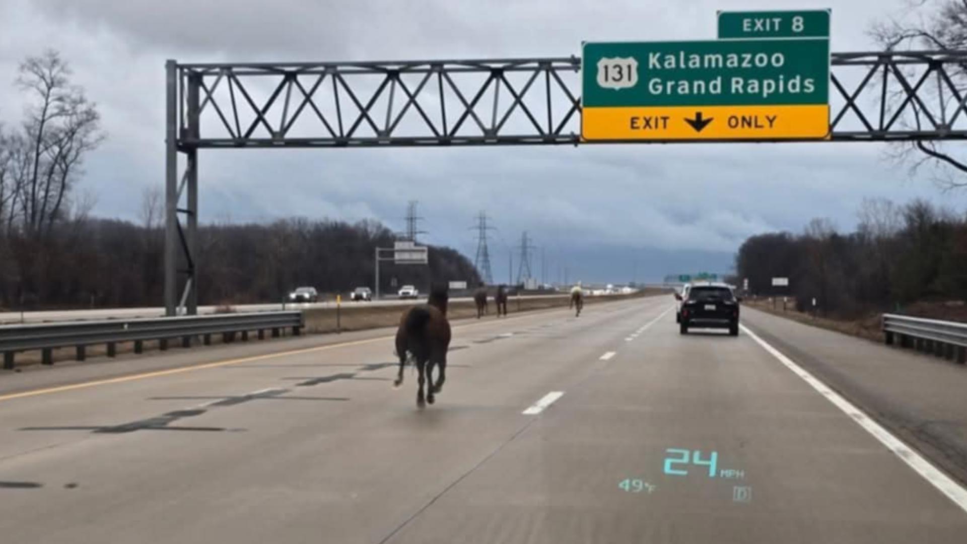15 horses loose on M-6 near Byron Center | wzzm13.com