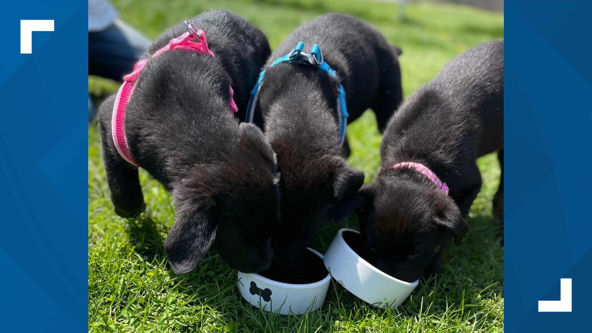 Puppies abandoned at Noah Project in Muskegon | wzzm13.com