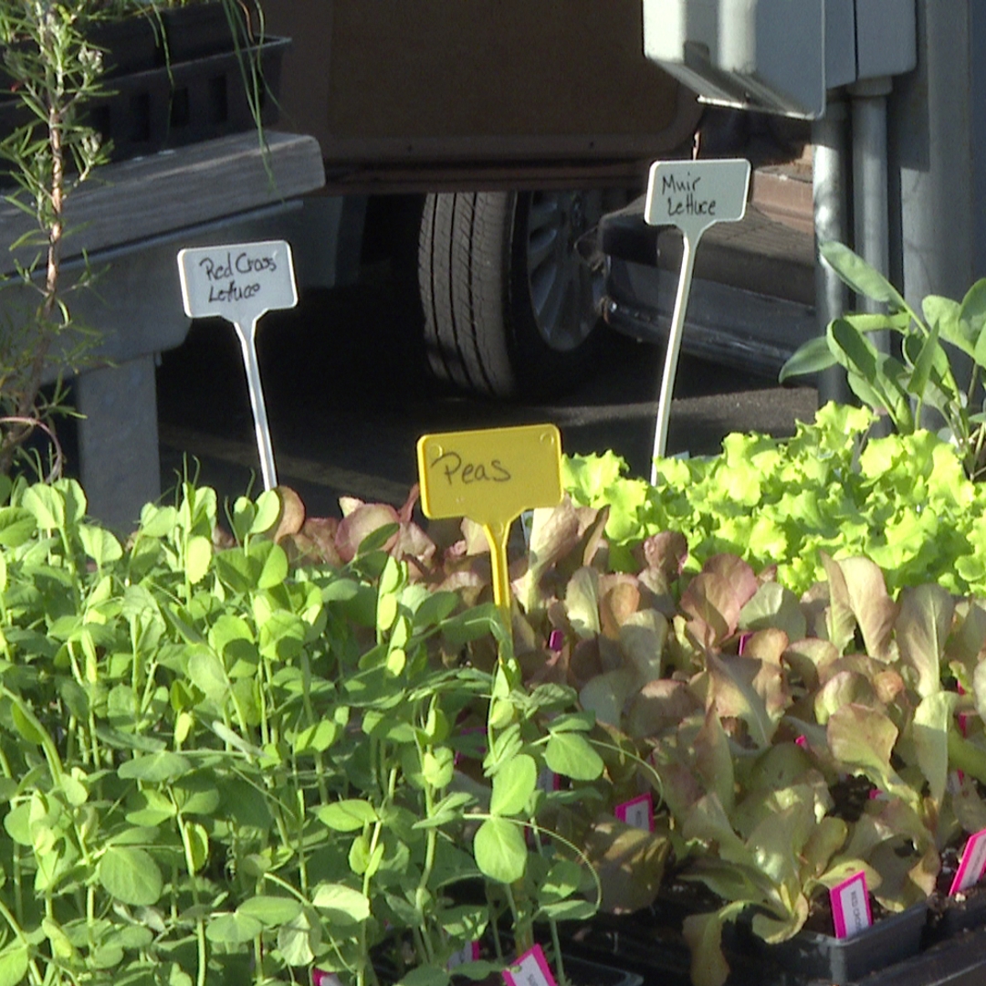 Fulton Street Market celebrates start of main season | wzzm13.com