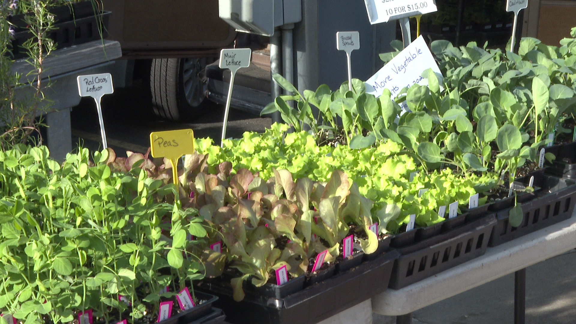 Fulton Street Market celebrates start of main season | wzzm13.com