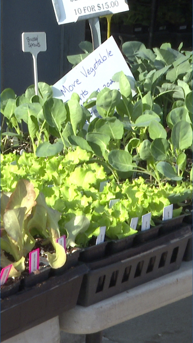 Fulton Street Market celebrates start of main season | wzzm13.com