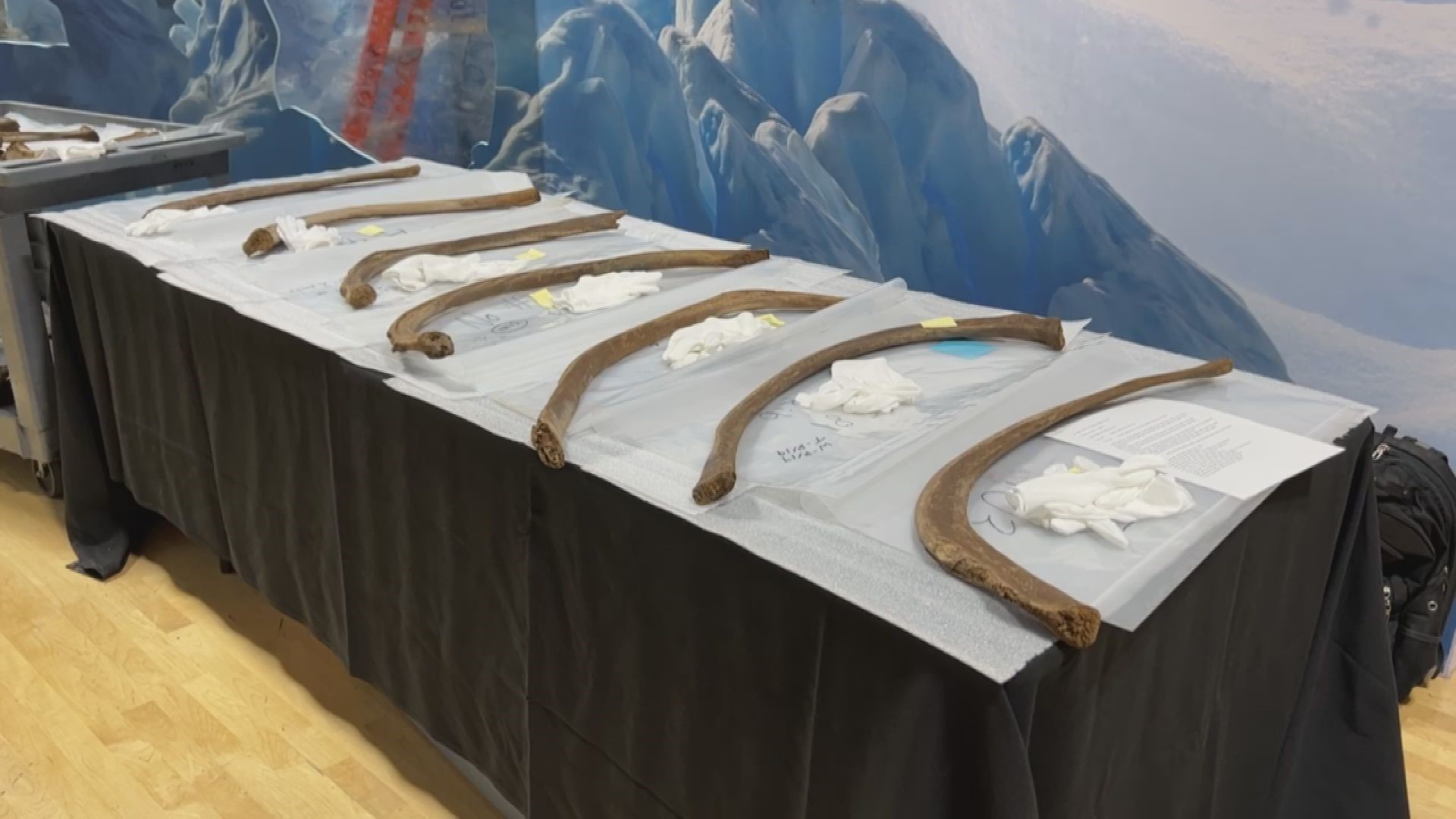 Mastodon bones discovered in Michigan now on display in museum | wzzm13.com