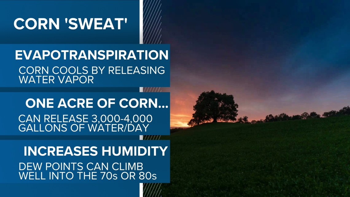Corn 'sweat' to make it even more humid this coming heat wave | wzzm13.com