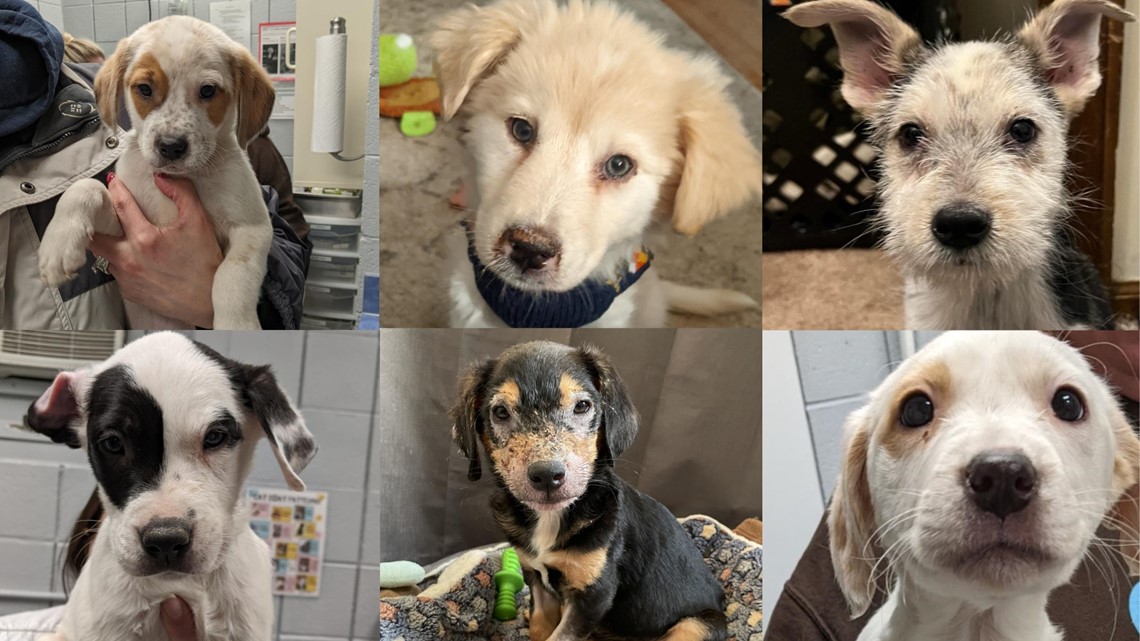 Dogs found living in 'horrid' conditions to be adoptable | wzzm13.com
