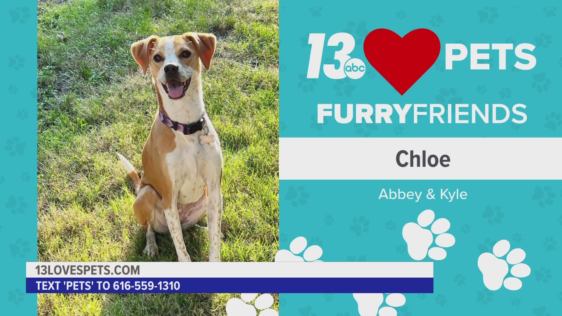 Furry Friends: September 9, 2022 | Chloe | wzzm13.com Furry Friends: September 9, 2022 | Chloe | wzzm13.com