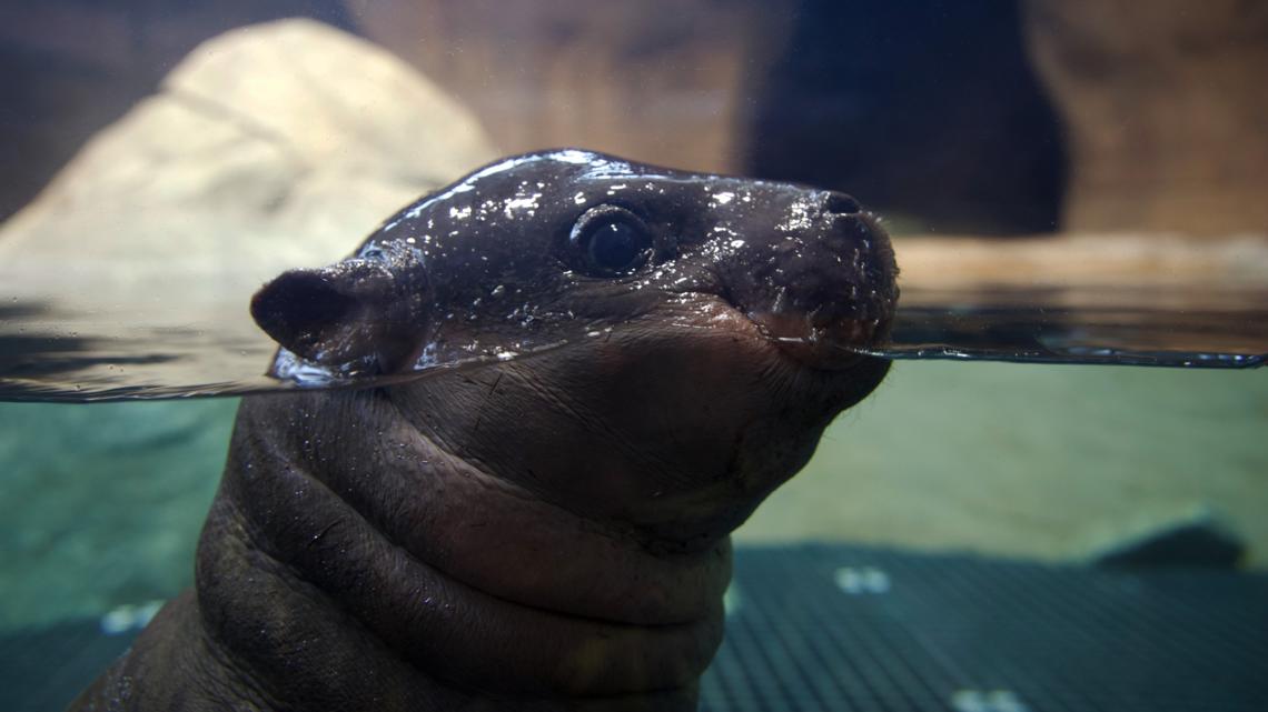 HELLO, HUGO! | John Ball Zoo's pygmy hippo calf finally available for ...