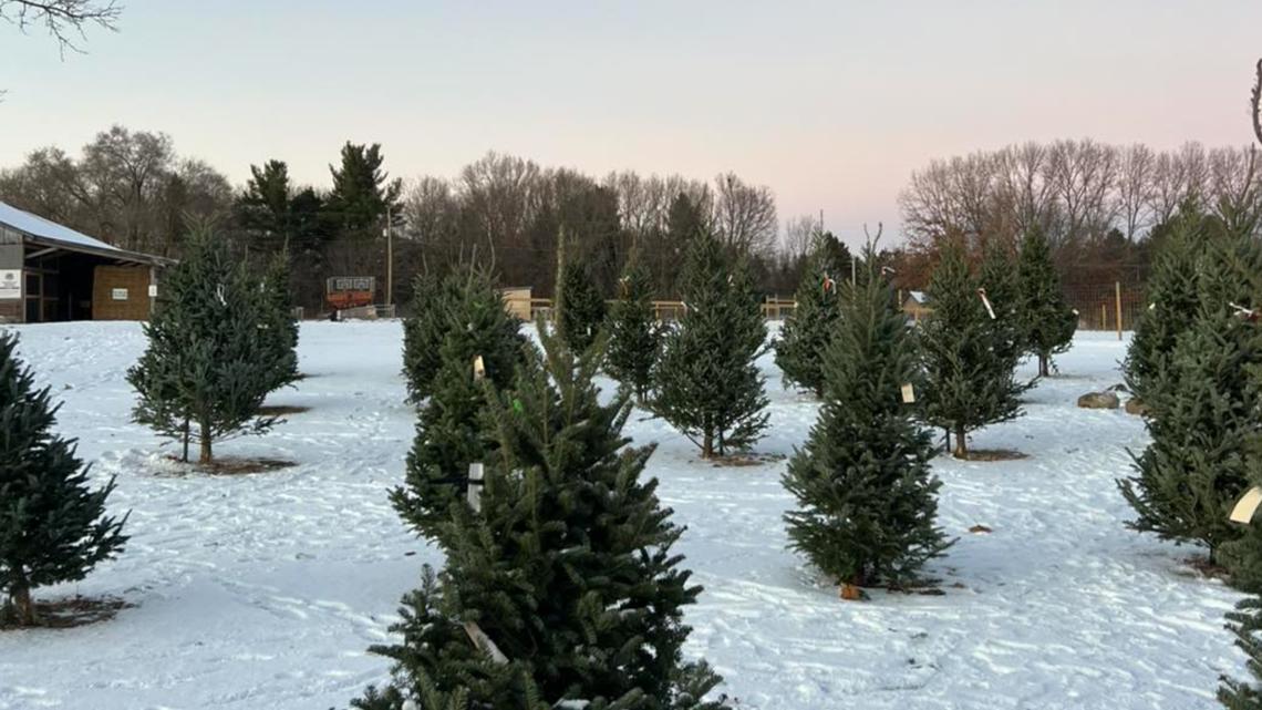Kent Co. farm donating remaining Christmas trees to community | wzzm13.com