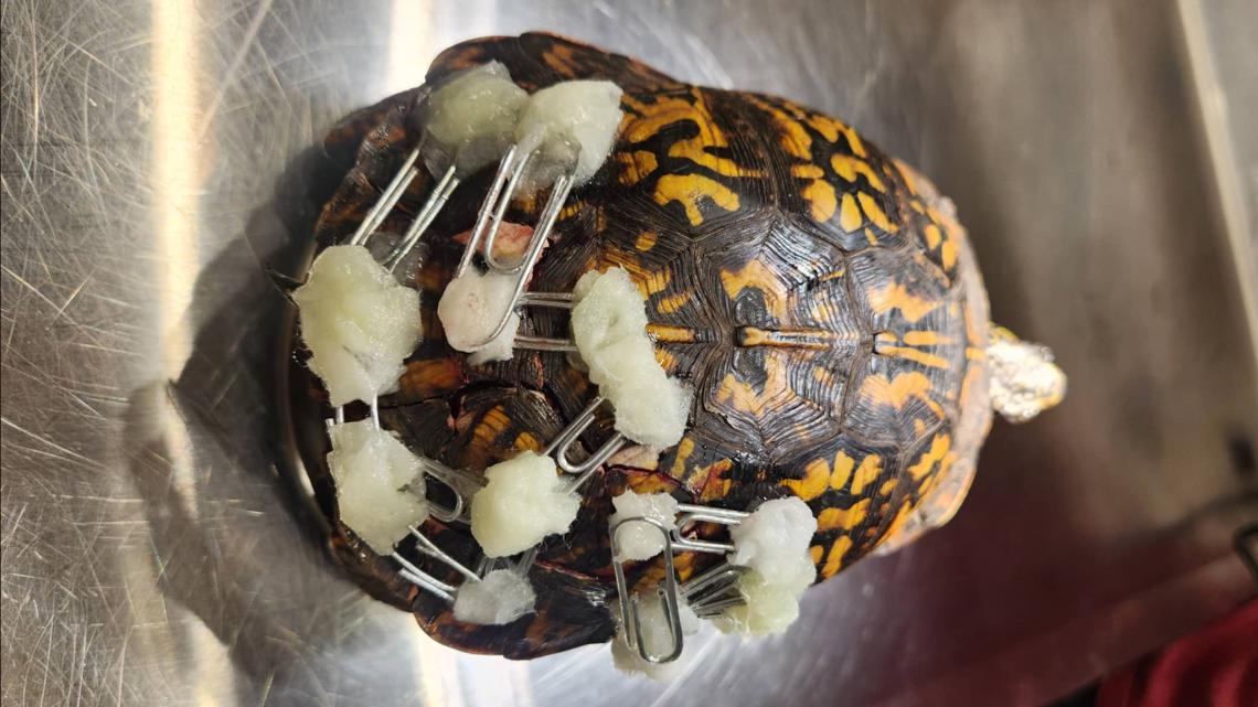 Michigan wildlife rescues overwhelmed with injured turtles | wzzm13.com