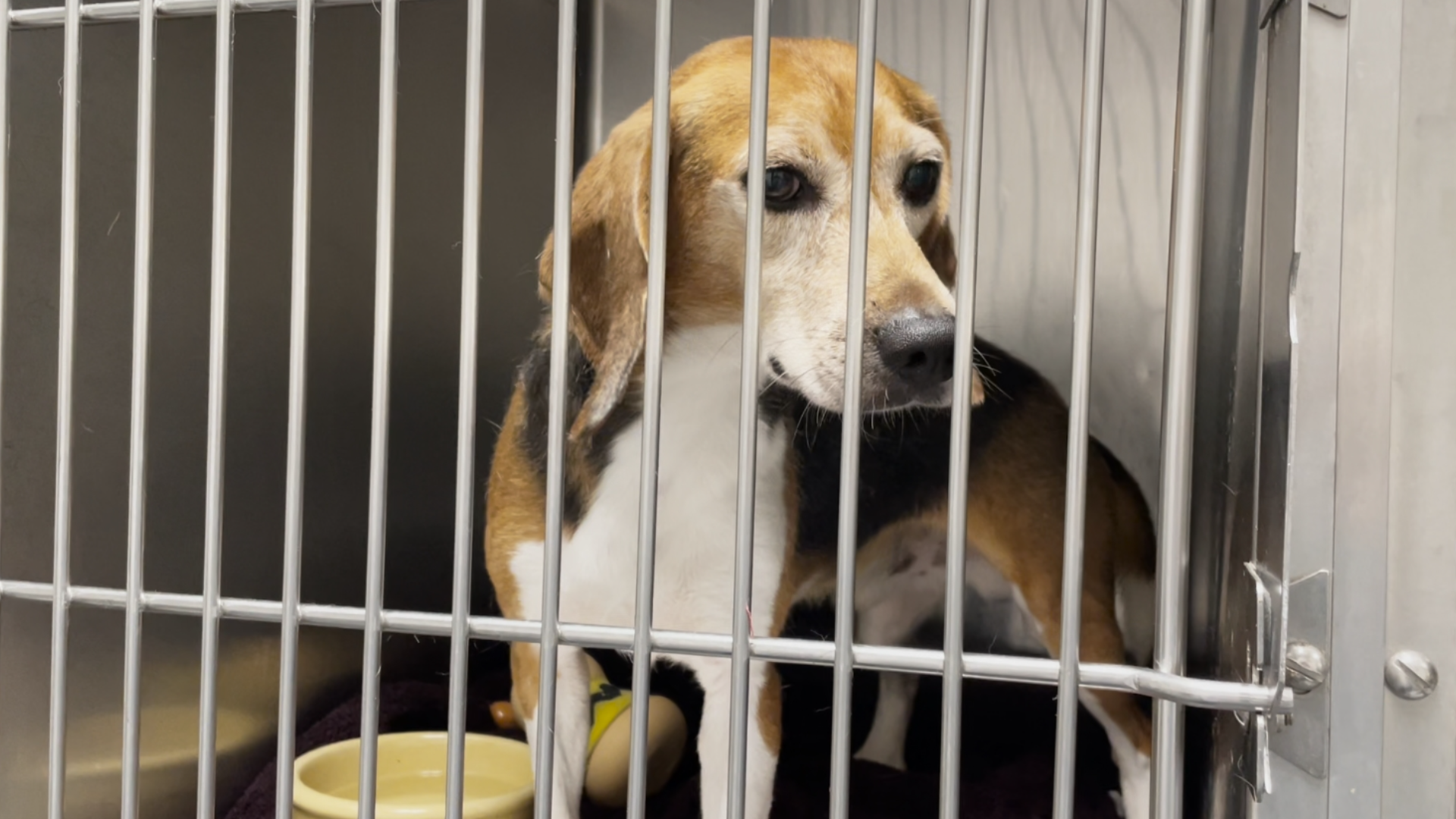 Rescued beagles from Virginia lab arrive at Harbor Humane | wzzm13.com