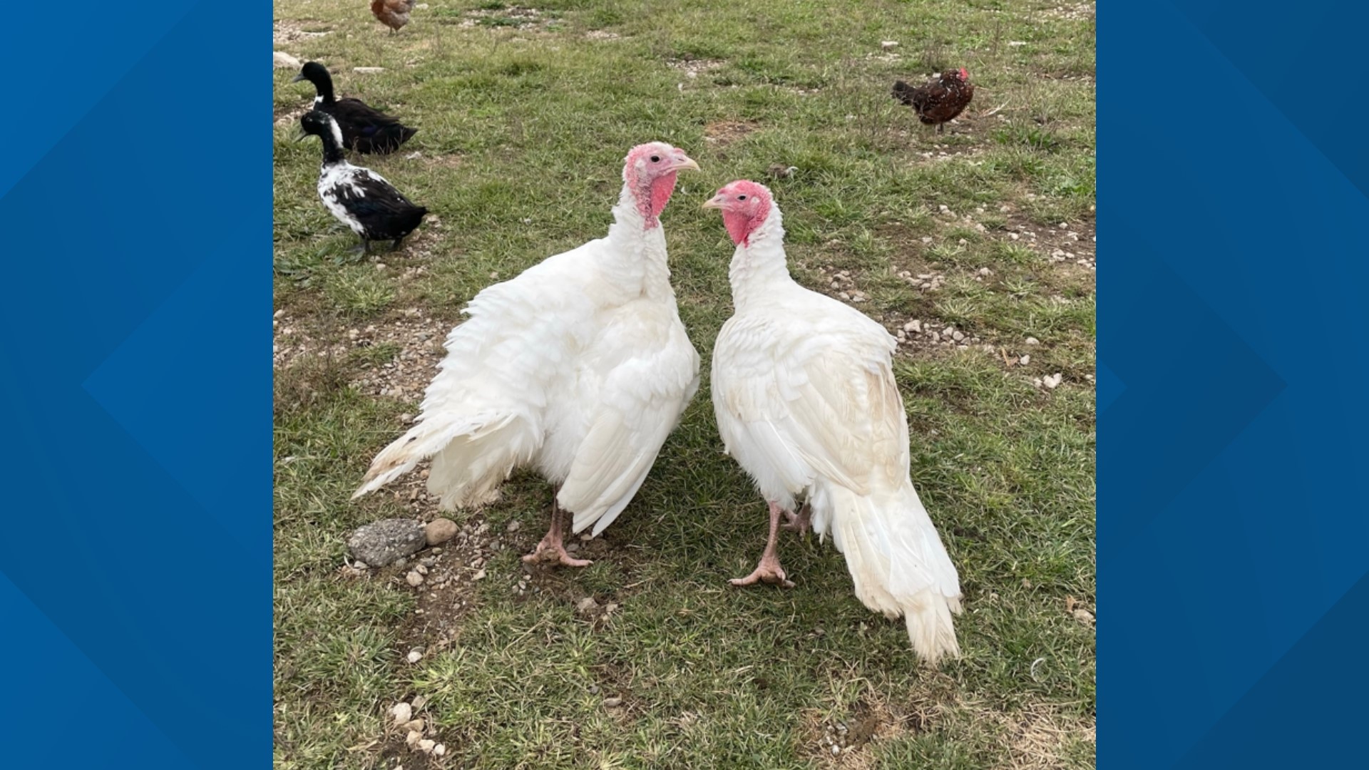 Name the turkey Michigan will pardon on Thanksgiving | wzzm13.com