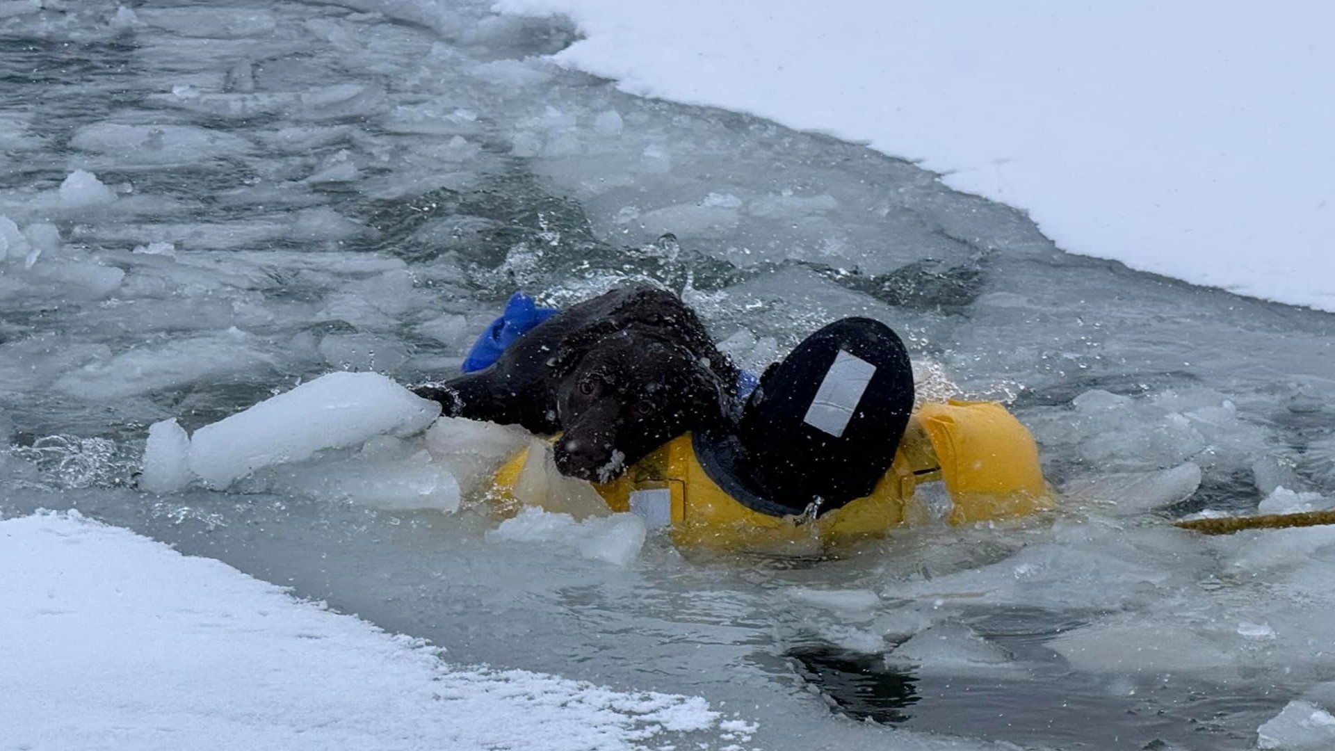 Dog safe after being rescued from frozen lake | wzzm13.com