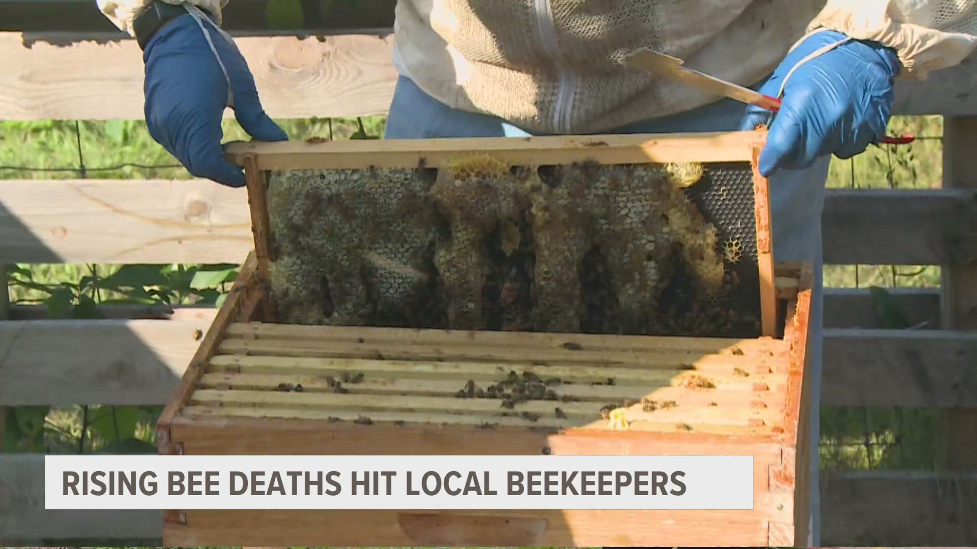 ‘It’s never been this bad’: Local beekeepers impacted by honeybee ...