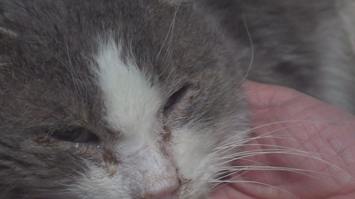 Elliot the cat recovering, Good Samaritan shares story | wzzm13.com