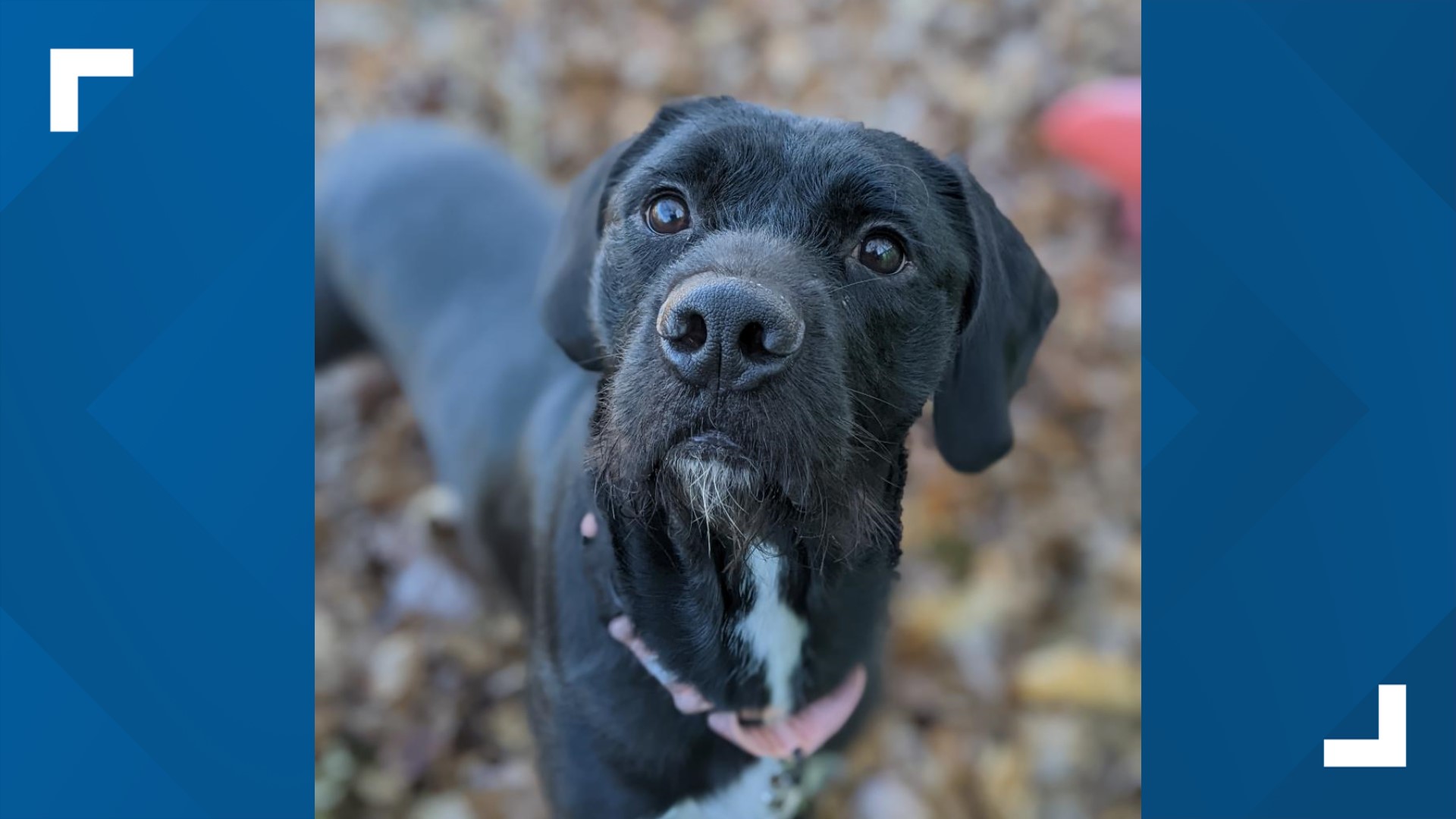 Adopt a senior dog at Harbor Humane | wzzm13.com