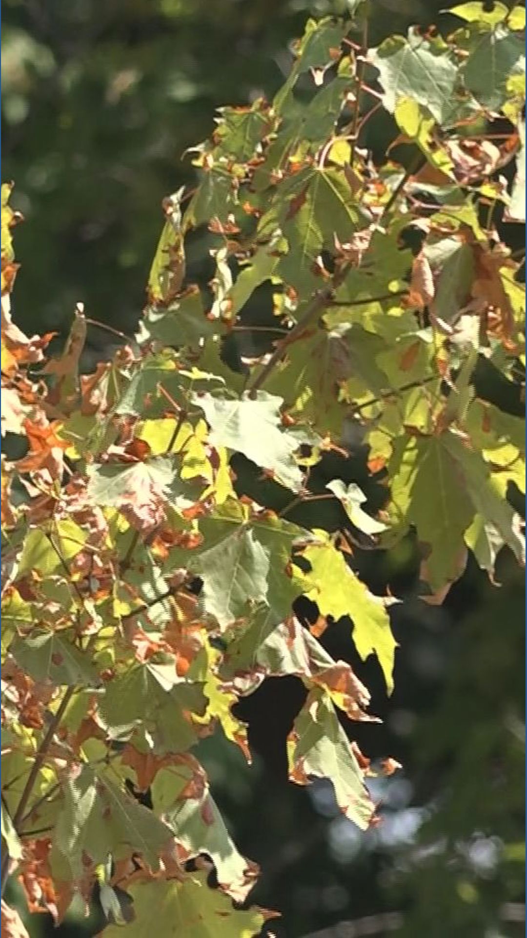West Michigan trees face stress amid early leaf drop | wzzm13.com
