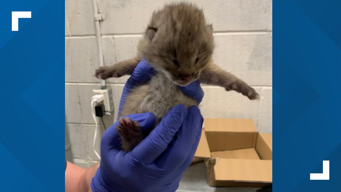 Lynx kits born at John Ball Zoo | wzzm13.com