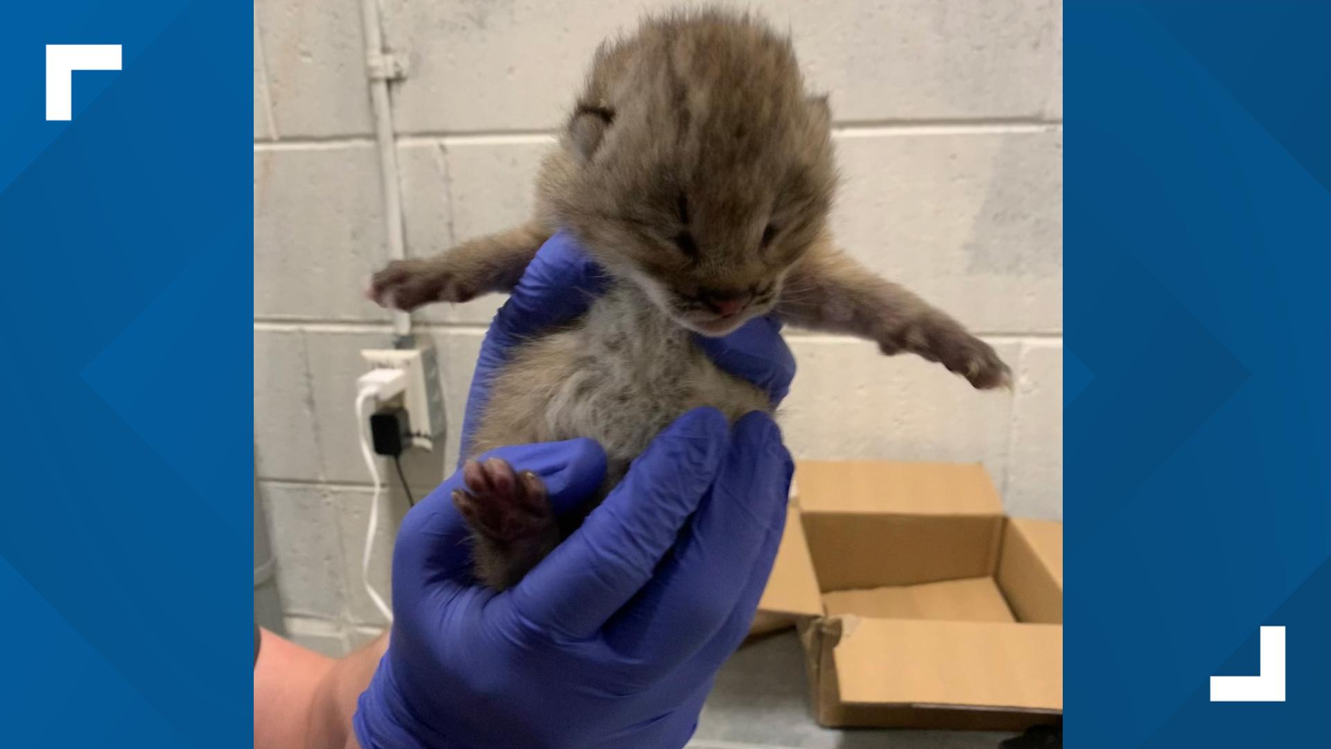 Lynx kits born at John Ball Zoo | wzzm13.com