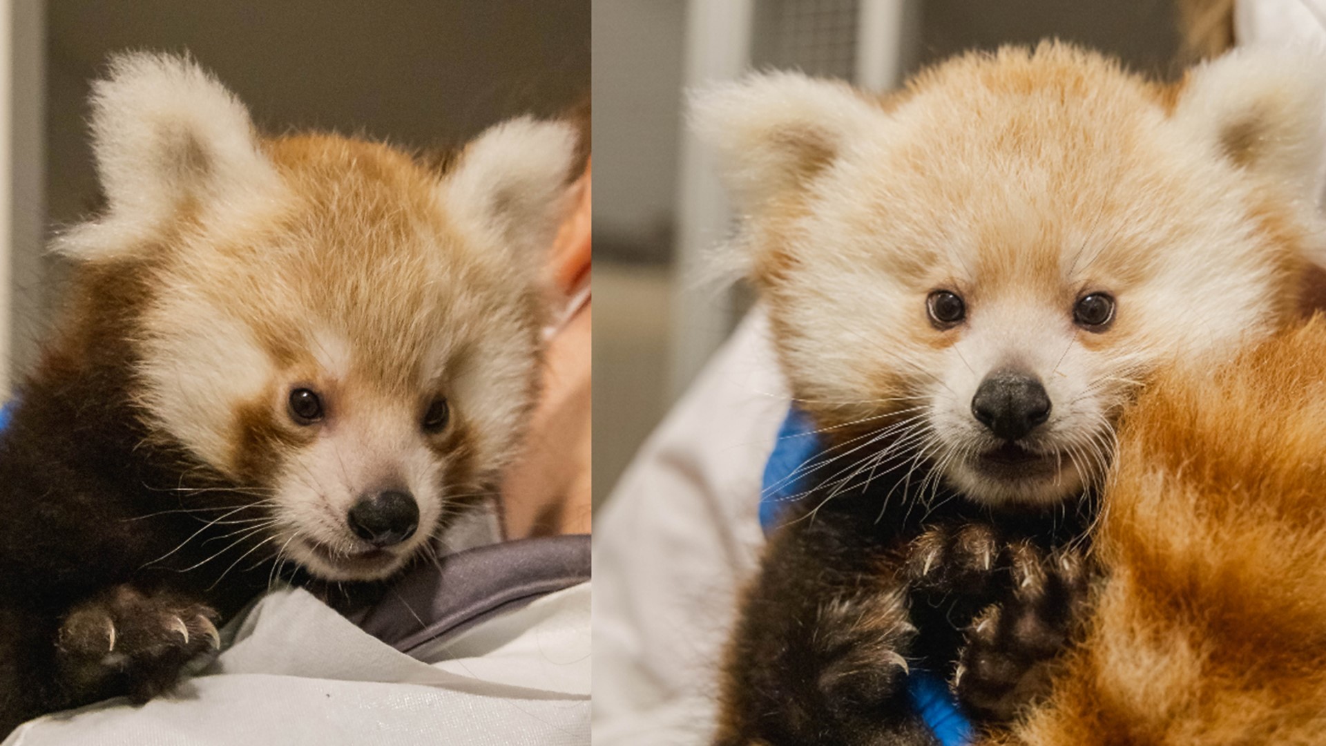 JBZ announces names of red panda cubs | wzzm13.com