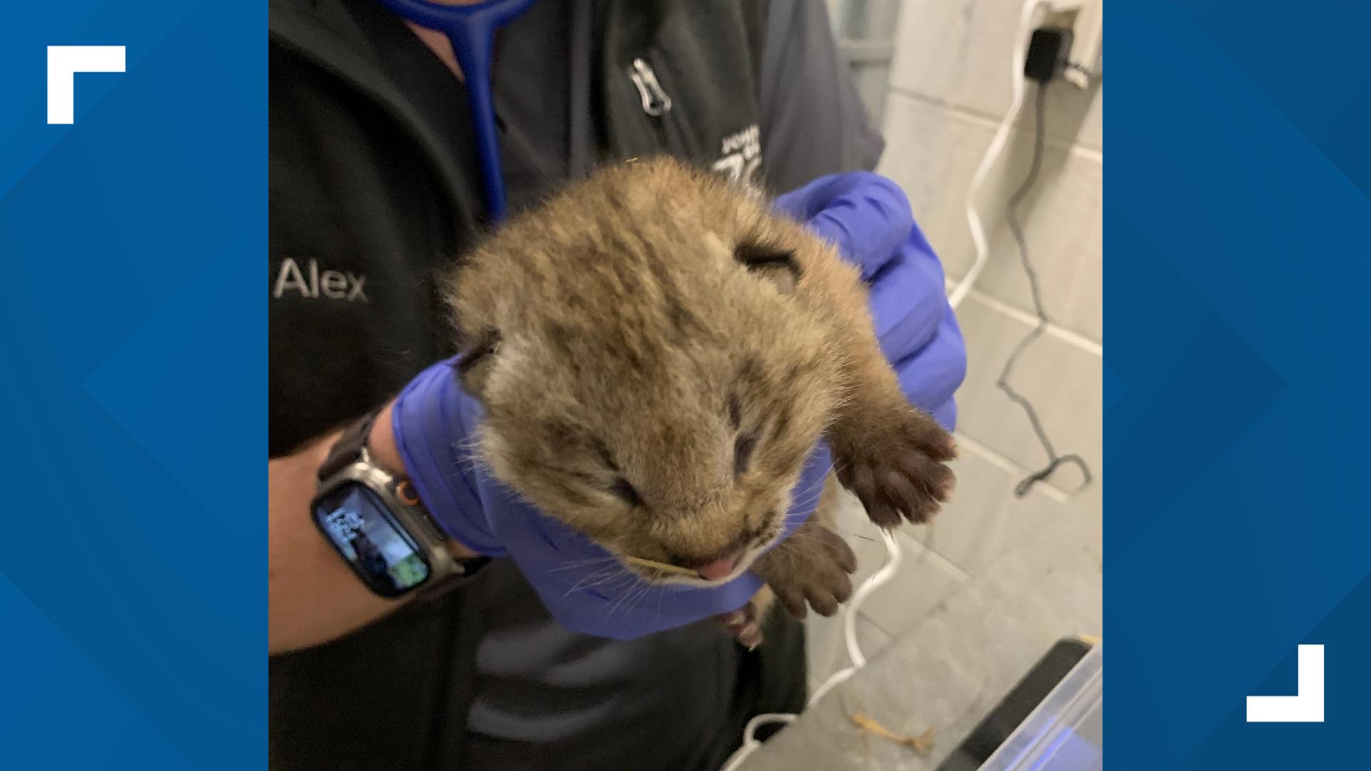 Lynx kits born at John Ball Zoo | wzzm13.com