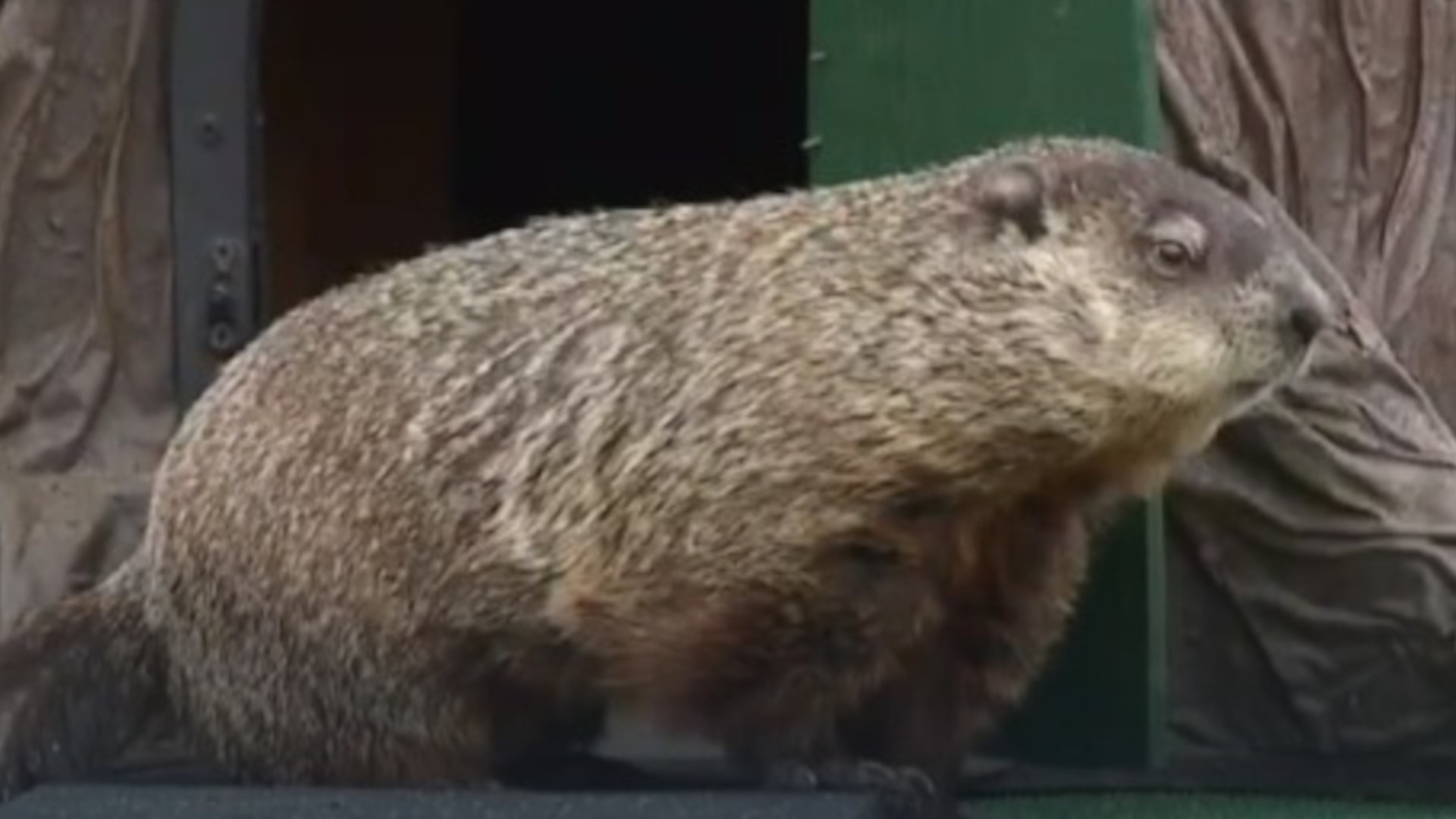 Michigan's weather-predicting rodent says 6 more weeks of winter ...