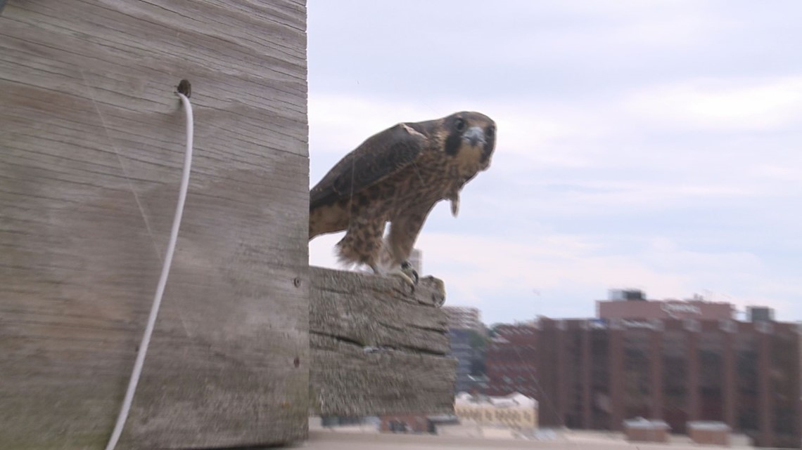 Injured Peregrine Falcon returned to nest after recovery | wzzm13.com