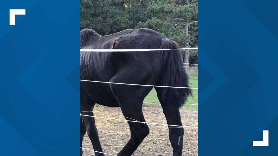 Investigation into underweight horses | wzzm13.com