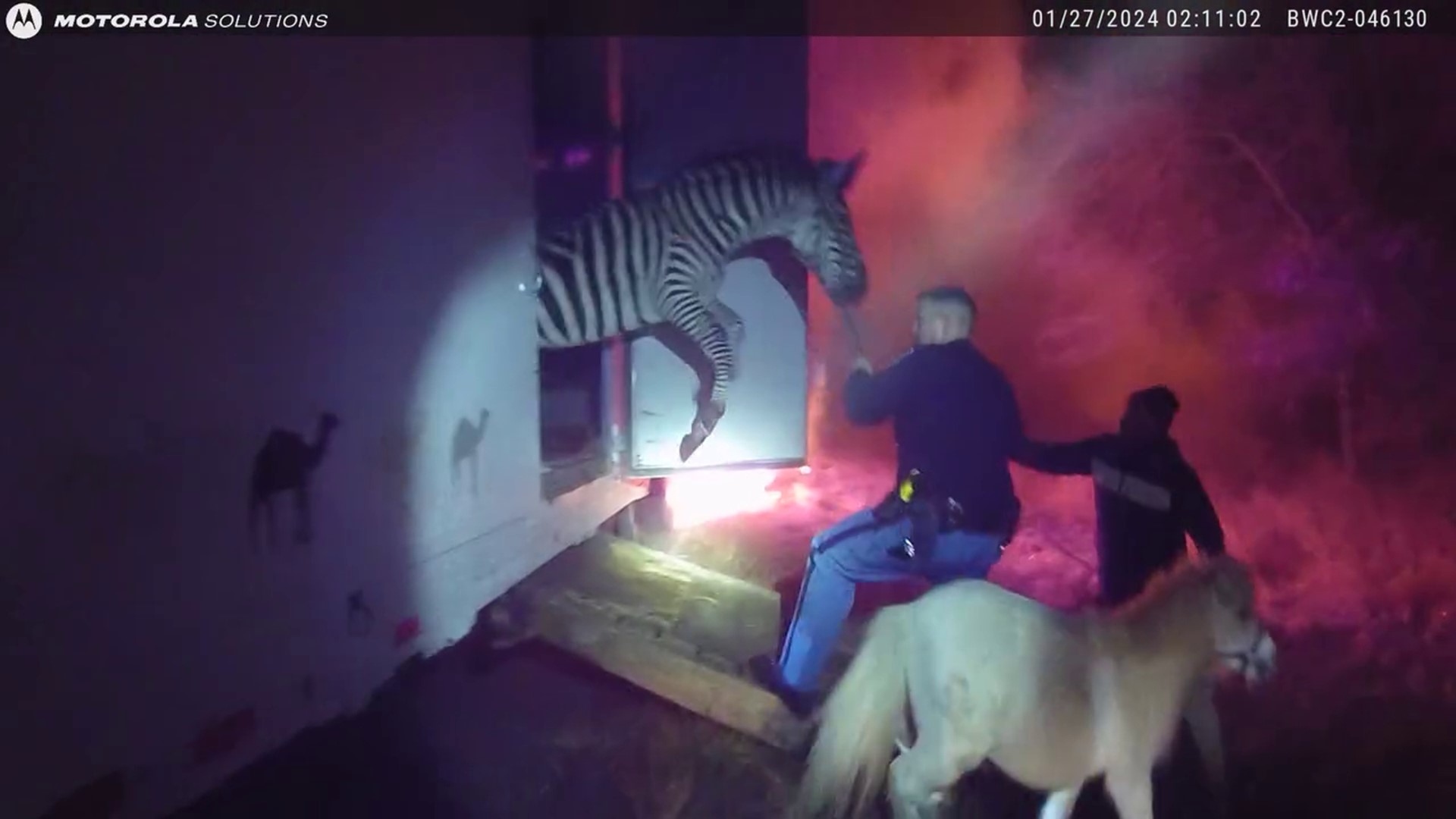 Indiana police rescue zebras & camels from circus trailer that caught fire | wzzm13.com