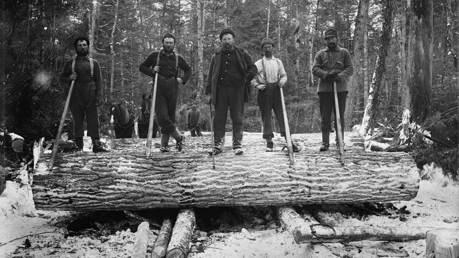 Arctic grayling return to Michigan as reintroduction initiative gains ...