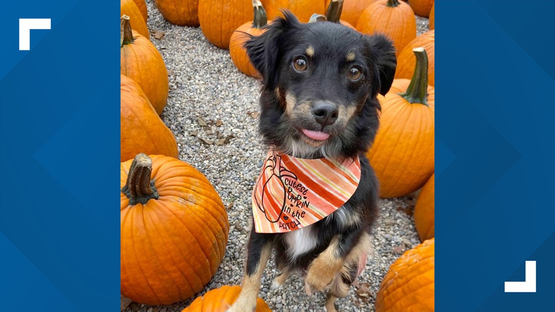 'Dogs & Donuts' coming to Ed Dunneback & Girls Farm | wzzm13.com