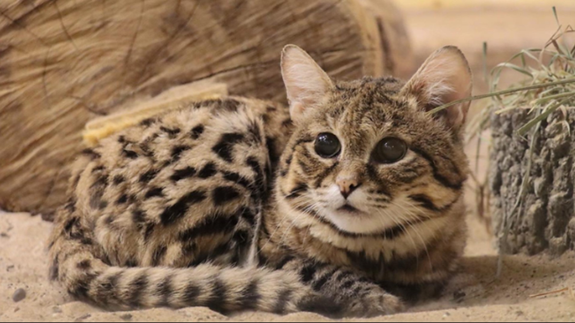 John Ball Zoo's black-footed cat passes away at 16 | wzzm13.com
