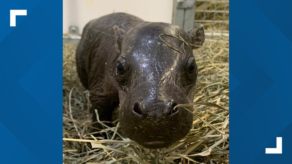 John Ball Zoo announces naming contest for pygmy hippo baby | wzzm13.com