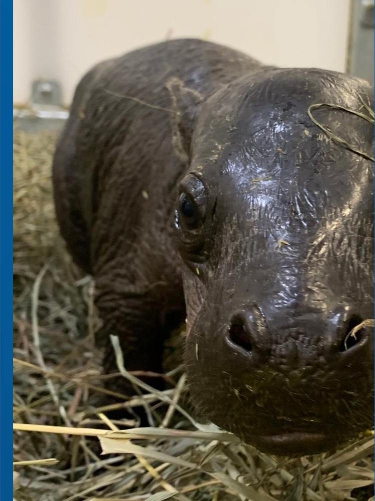 John Ball Zoo announces naming contest for pygmy hippo baby | wzzm13.com