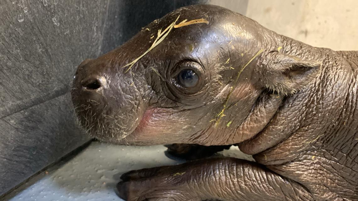 IT'S A BOY | John Ball Zoo holds gender reveal party for new pygmy ...