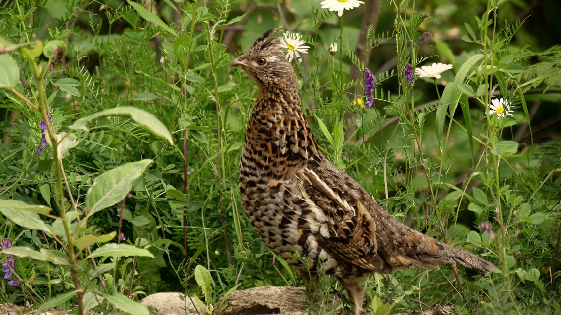 Michigan collects ruffed grouse for West Nile virus testing | wzzm13.com