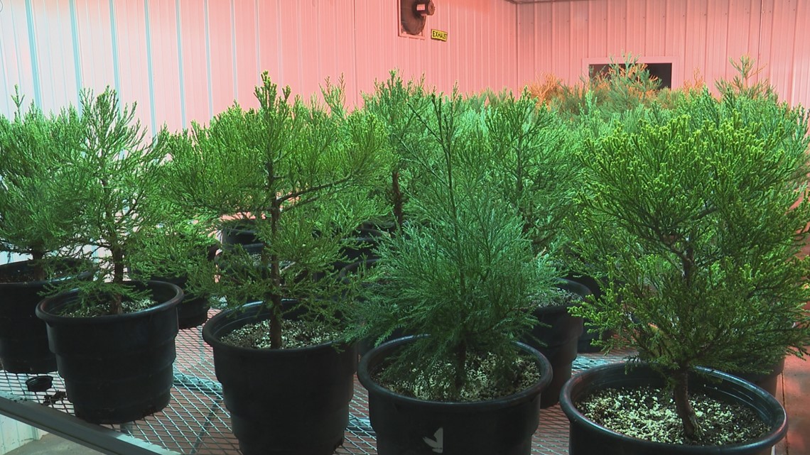 ATTACK OF THE CLONES: Michigan lab clones ancient trees used to reverse ...