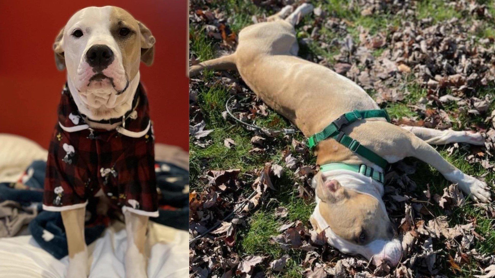 Meet adoptable Boston from Harbor Humane Society | wzzm13.com