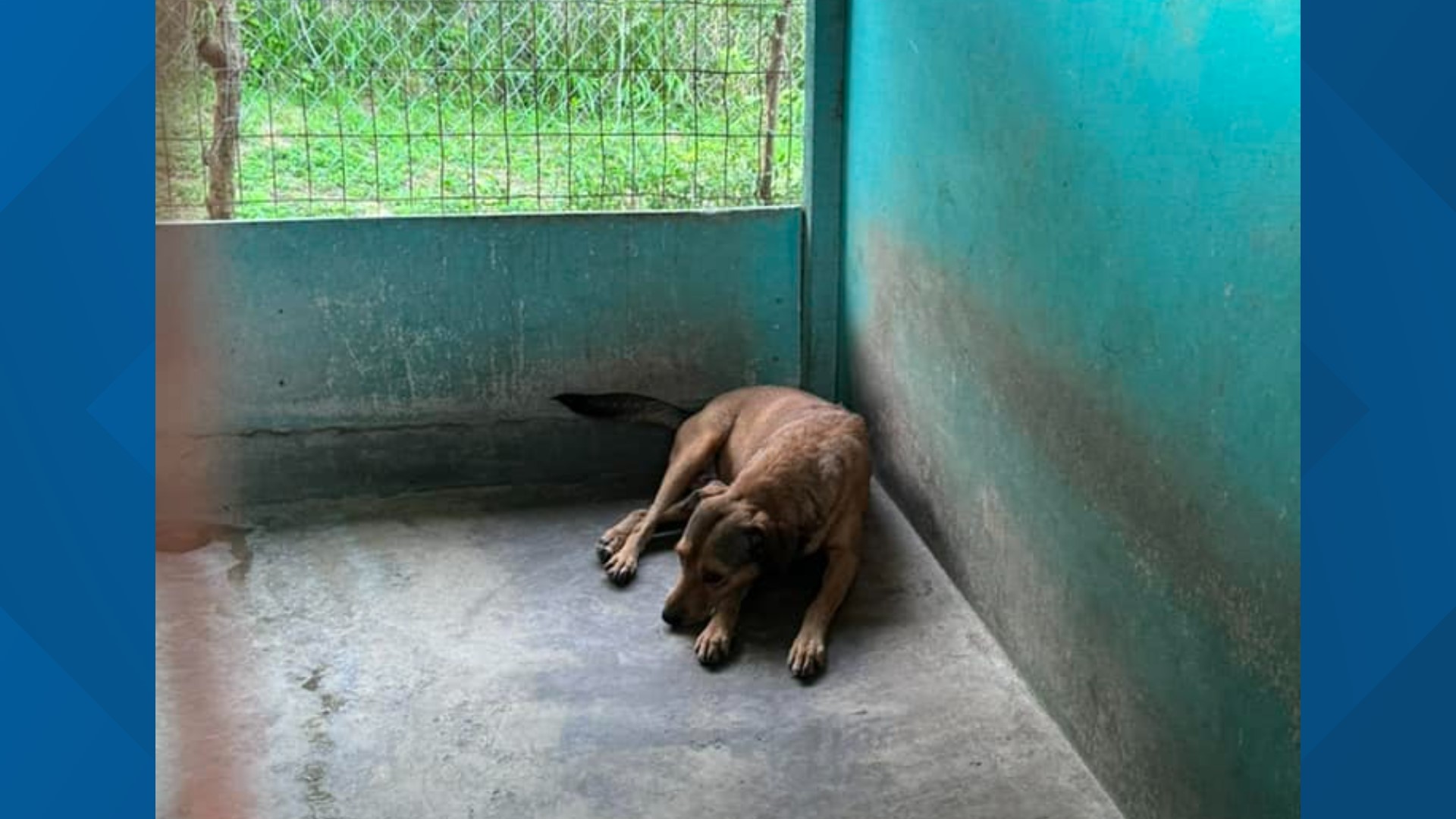 Local rescue brings dogs deserted in Honduras to West Michigan | wzzm13.com