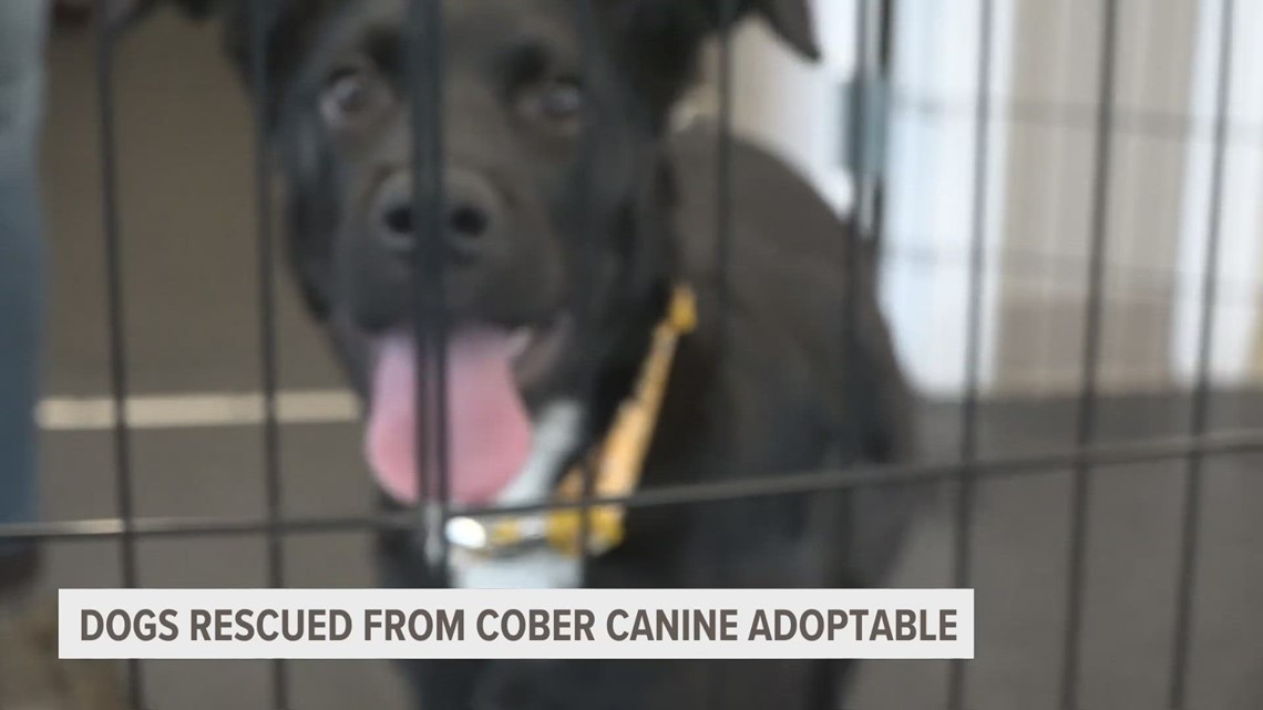 Harbor Humane says dogs rescued from Cober Canines now adoptable ...