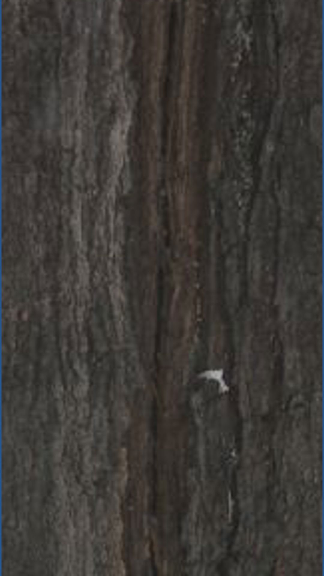 Can trees actually explode in severe cold weather? | wzzm13.com