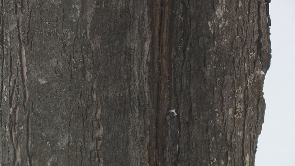 Can trees actually explode in severe cold weather? | wzzm13.com