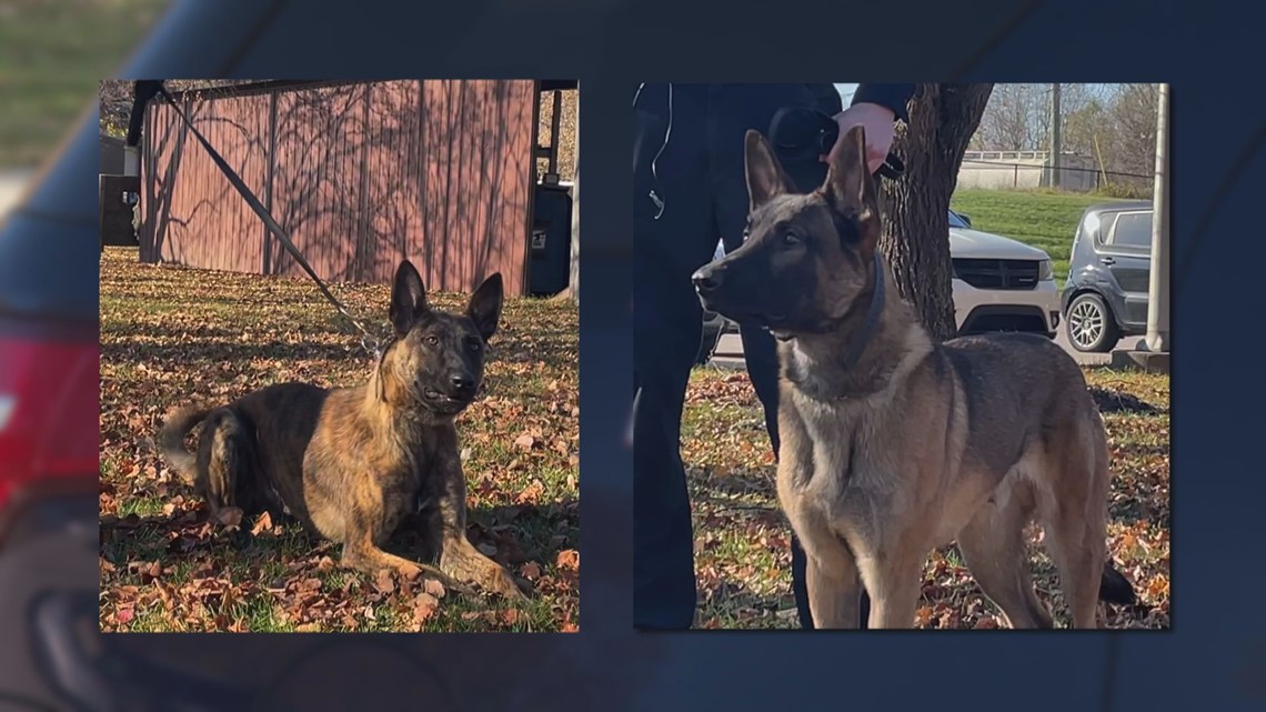 New K9 officers join Grand Rapids Police Department | wzzm13.com